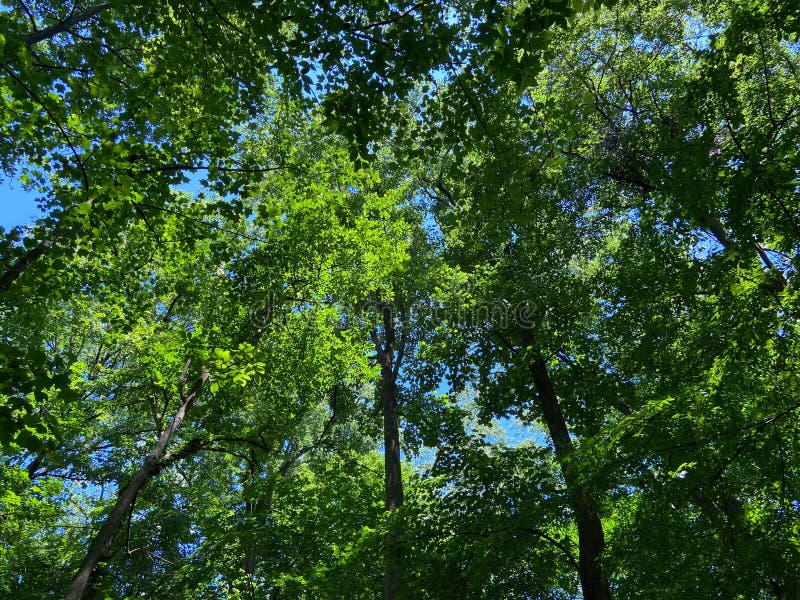 June Lush Ferns stock photo. Image of summer, nature - 14702558
