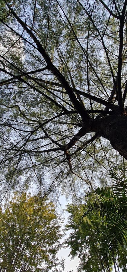 * Green Canopy Overhead * Branches Traced Against the Sky * Pine Tree ...