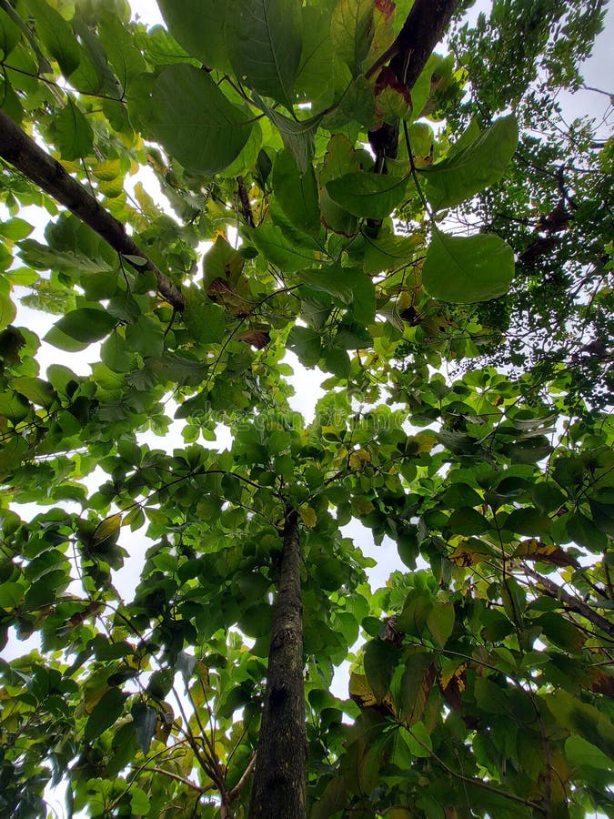 Green Canopy of the Tectona Grandis Tree Stock Image - Image of fruit ...
