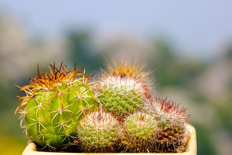 Green Cantus Tree Planted with Stock Photo - Image of landscape, growth ...