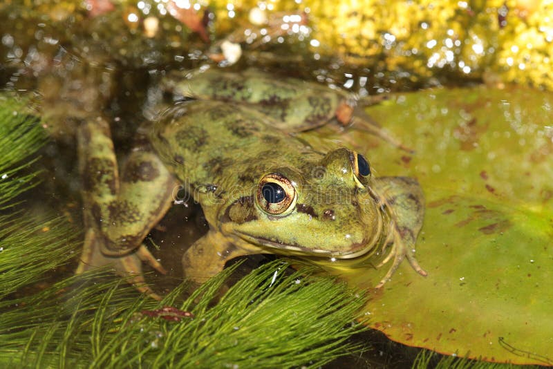 Green Cape River Frog in a Stream Stock Image - Image of eyes, head ...