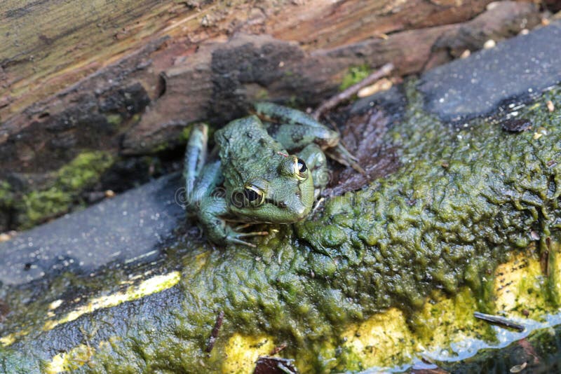 Green Cape River Frog in a Stream Stock Image - Image of frogs, pond ...
