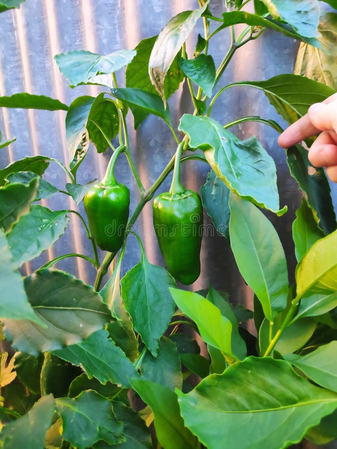 Green Capsicum in Garden Plants Stock Photo - Image of plant, nature ...