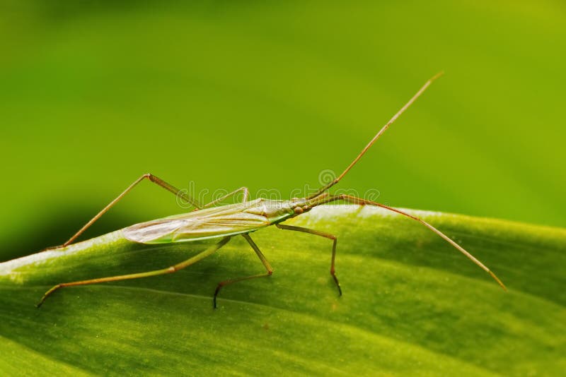 Green Capsid stock photo. Image of summer, camouflage - 15758782