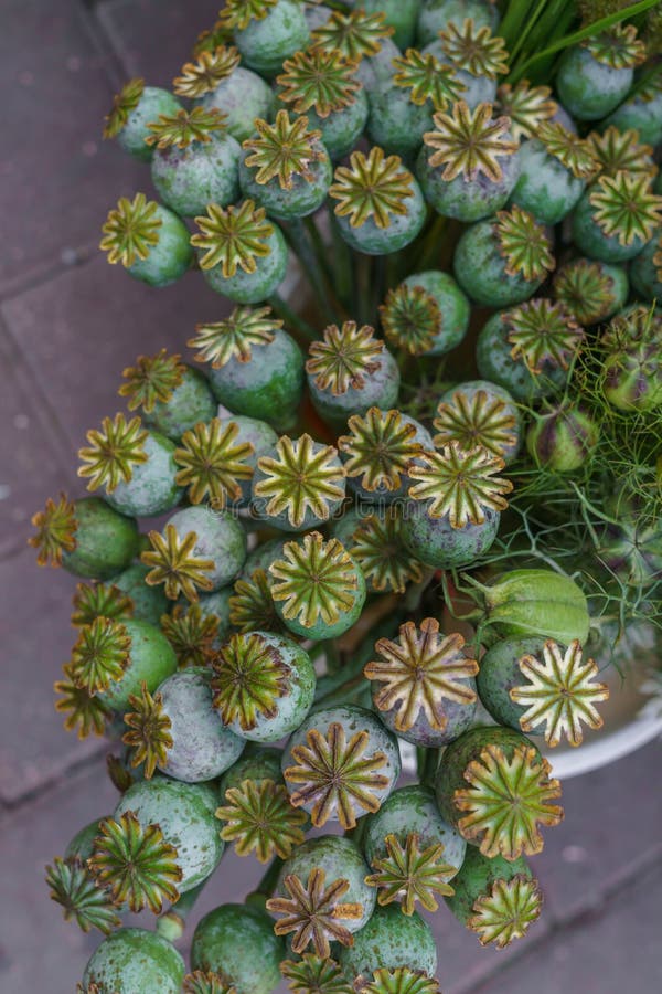 Green Capsules of Poppy Seeds Together with Seeds Stock Photo - Image ...
