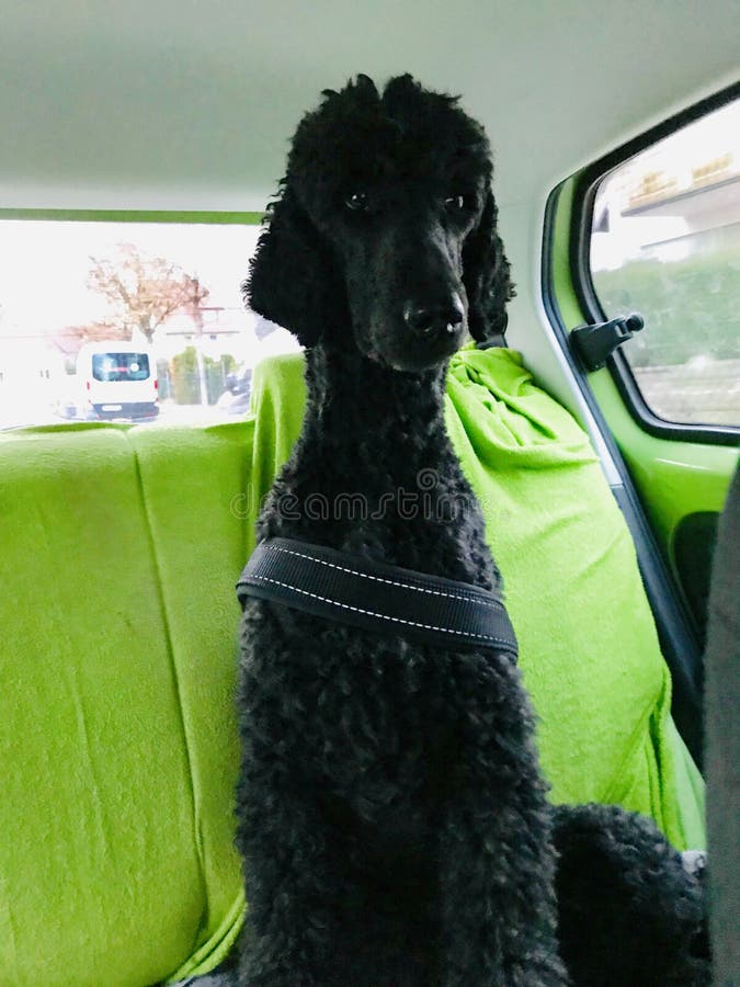 Green stock image. Image of poodle, attention, green - 165467873