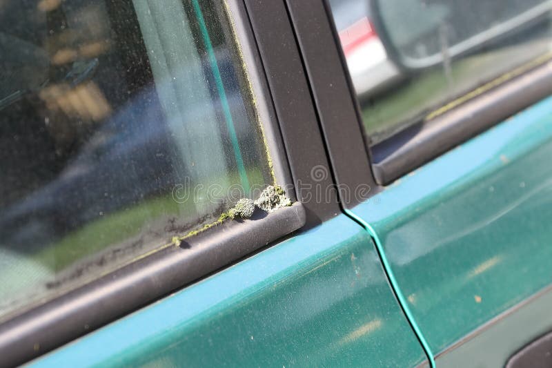 Car windows with moss stock image. Image of dirt, abandoned - 233601389
