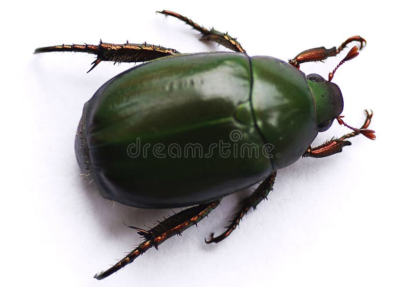 Green Carab Beetle stock photo. Image of entomology, metallic - 5793500