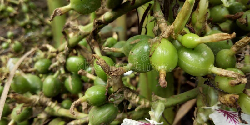 Cardamom plant stock photo. Image of indian, organic - 100128514