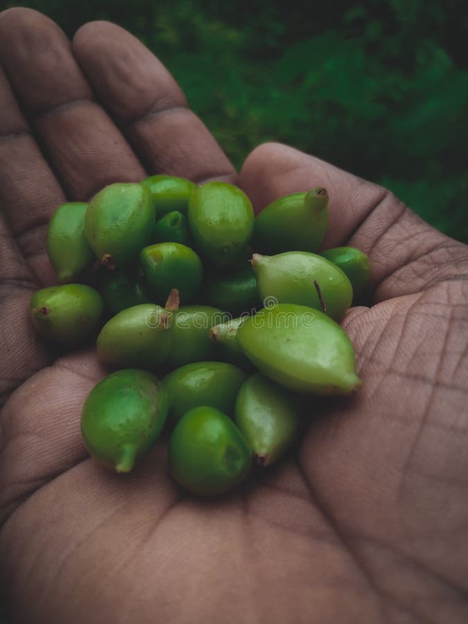 Green Cardamom Pieces on Hand Stock Photo - Image of produce, crop ...