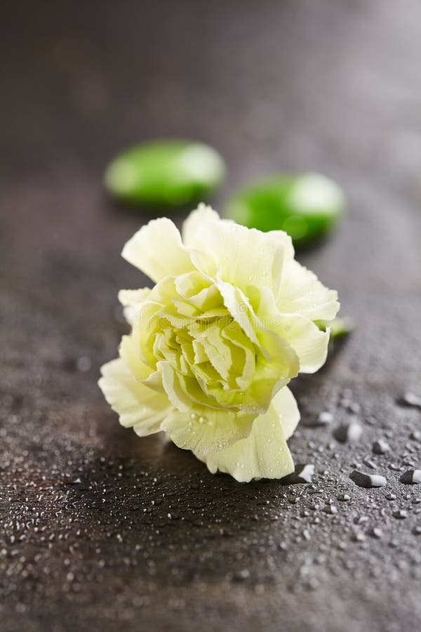 Green Carnation Flower stock photo. Image of concept - 77208414