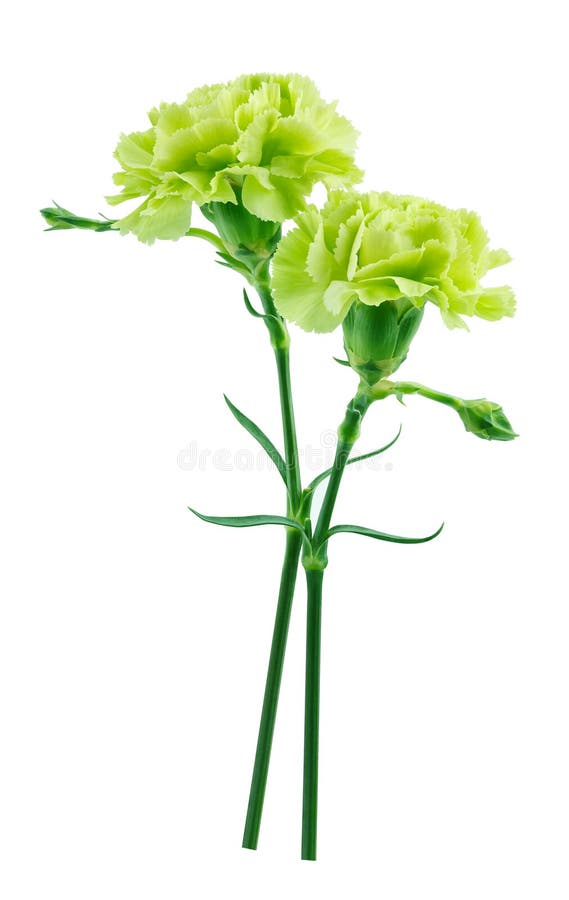 Green Carnation Isolated on White Background Stock Image - Image of ...
