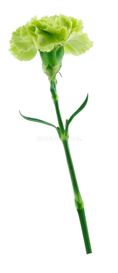 A Single Green Carnation Flower with a Ruffled, Layered Appearance ...