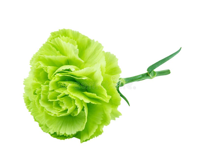 A Single Green Carnation Flower with a Ruffled, Layered Appearance ...