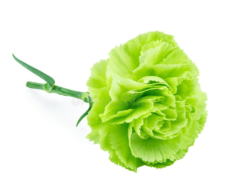 Green Carnation Isolated on White Background Stock Image - Image of ...