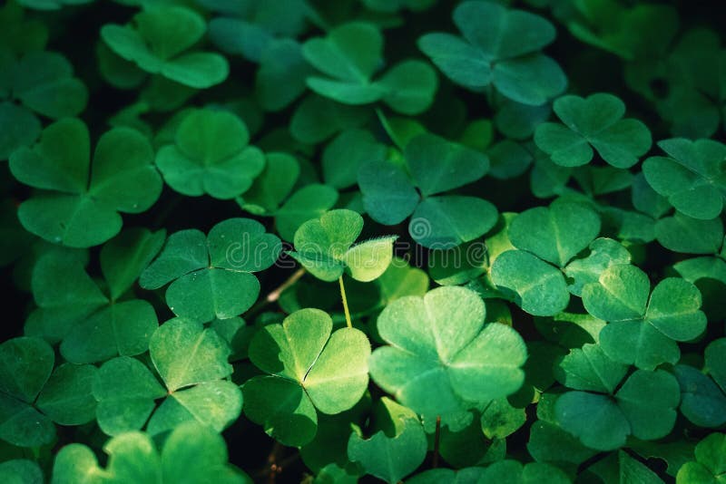 Green Carpet of Bright Clover Leaves Stock Image - Image of flora ...