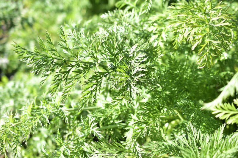 Carrot Grass.it is a Carrot Grass Naturally Stock Photo - Image of feet ...