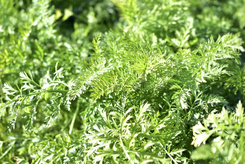 Carrot Grass.it is a Carrot Grass Naturally Stock Photo - Image of feet ...
