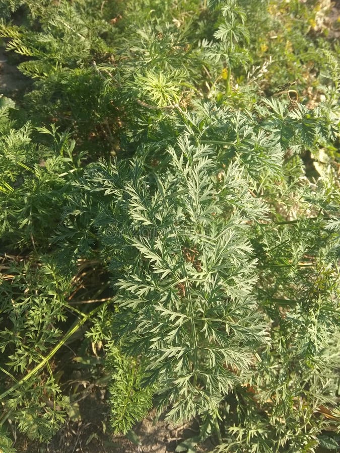 Carrot leaves stock image. Image of nature, carrot, green - 133426981