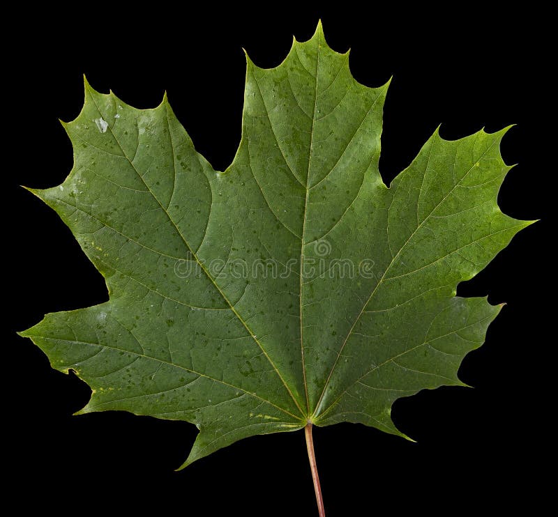 Green Carved Maple Leaf. Cut Out on a Black Background Stock Image ...