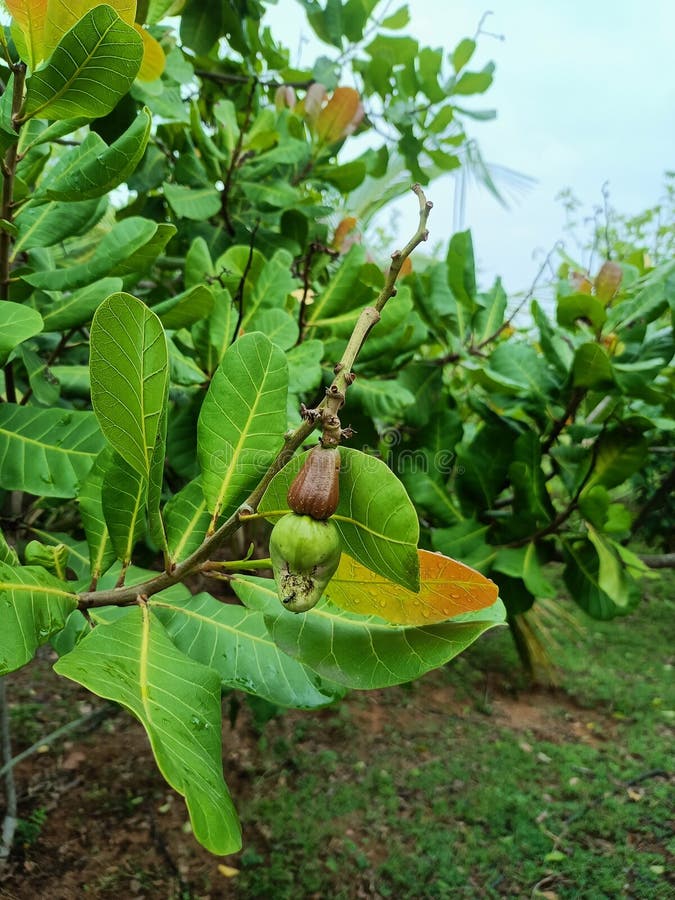 Green Cashew Nut and Fruit on Cashew Nut Tree Stock Image - Image of ...