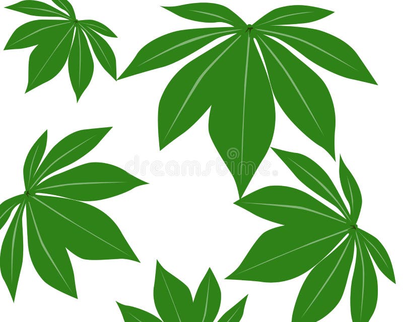 Cassava Illustration Stock Illustrations – 718 Cassava Illustration ...