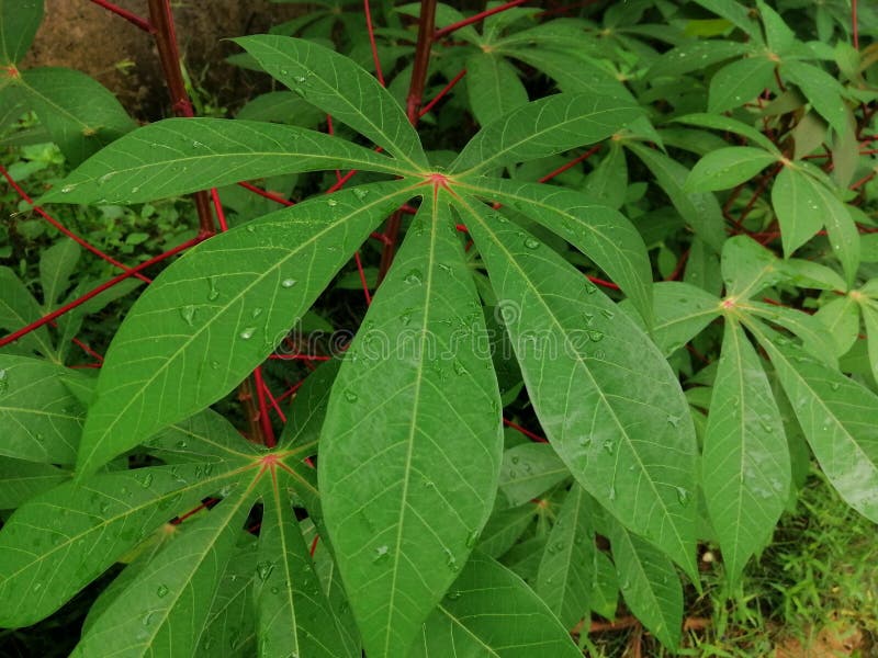 Green Cassava Leaves Background. Cassava Leaf Plant Background Stock ...