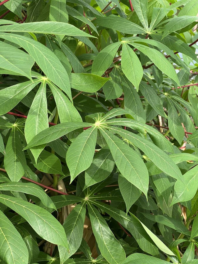 Green Cassava Leaves Background, Nature, Foliage Stock Photo - Image of ...