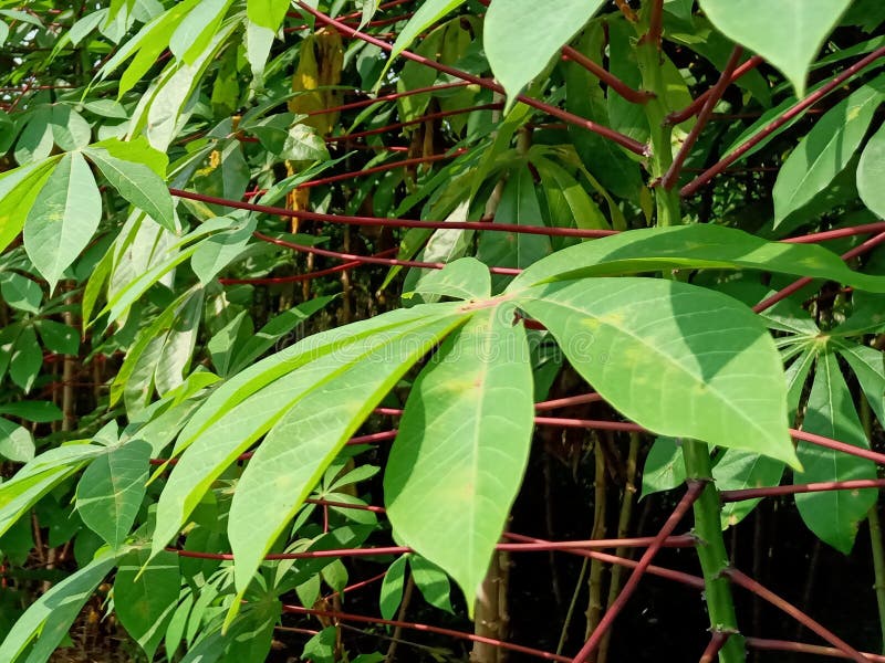 Green Cassava Leaves in the Garden Stock Photo - Image of wild, cassava ...