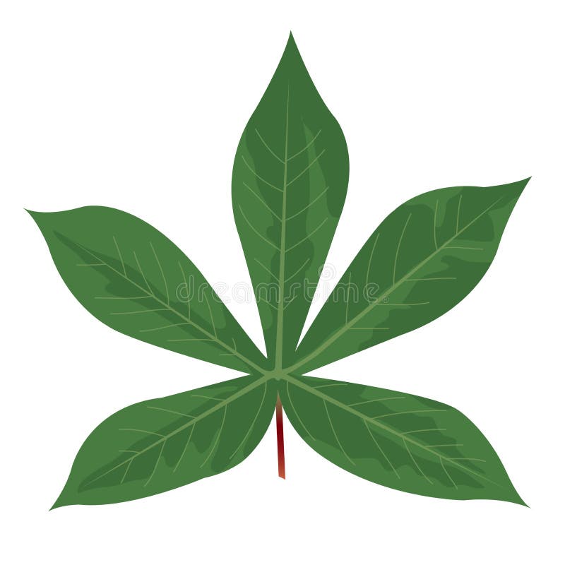 Cassava Leaves Stock Illustrations – 516 Cassava Leaves Stock ...
