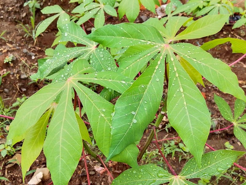 Green Cassava Manihot Esculenta Leaf. Essential Food Crop and Source of ...