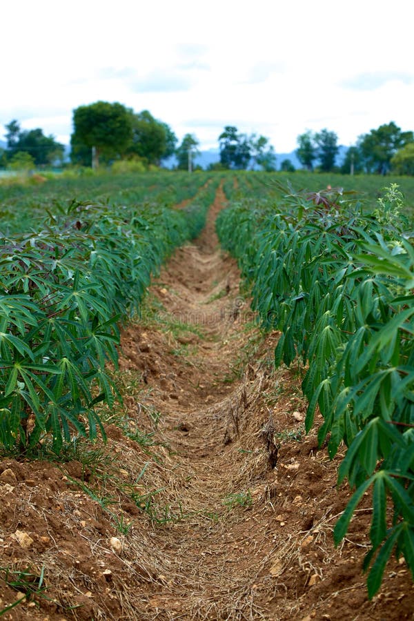 Green cassava tree on farm stock photo. Image of grow - 290080552