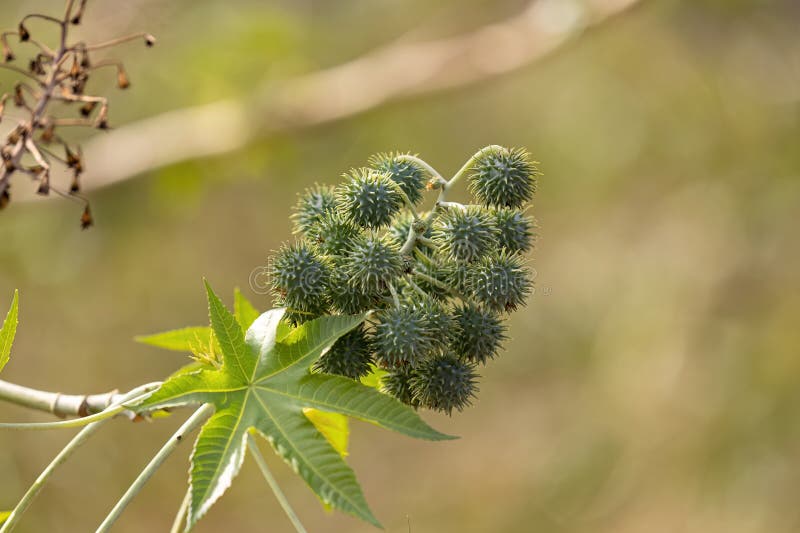Green Castor Bean Plant stock photo. Image of dicot - 258937836
