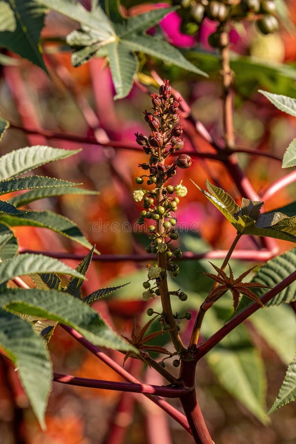 Green Castor Bean Plant stock photo. Image of dicot - 258937836