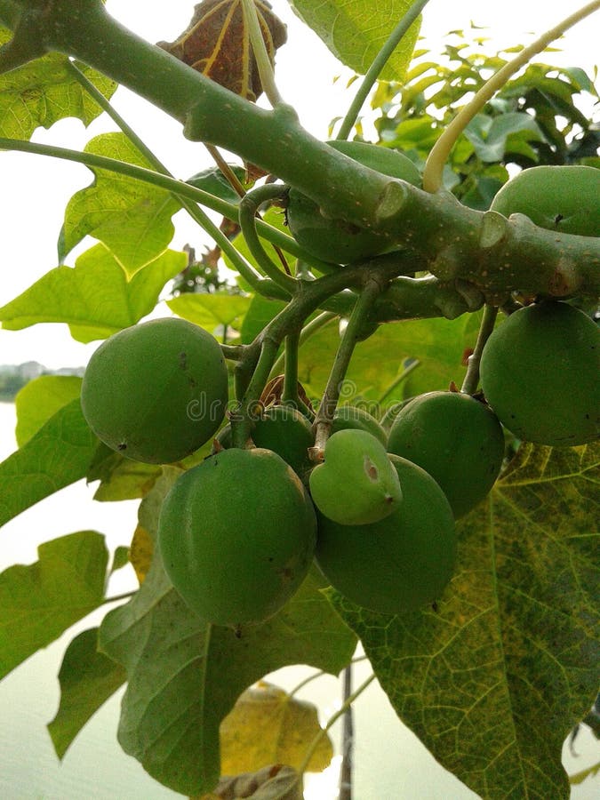 Castor Fruit and Seed Background Stock Image - Image of communis, spot ...