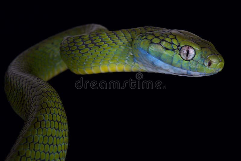 2,024 Cat Snake Stock Photos - Free & Royalty-Free Stock Photos from ...