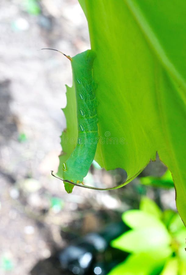 Green Caterpilar Bite Giant Taro Leaf Stock Photo - Image of urban ...