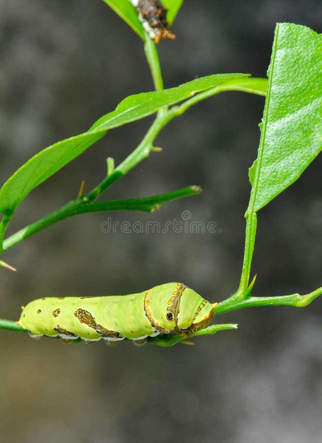 Green caterpilar on a leaf stock photo. Image of insect - 224460792