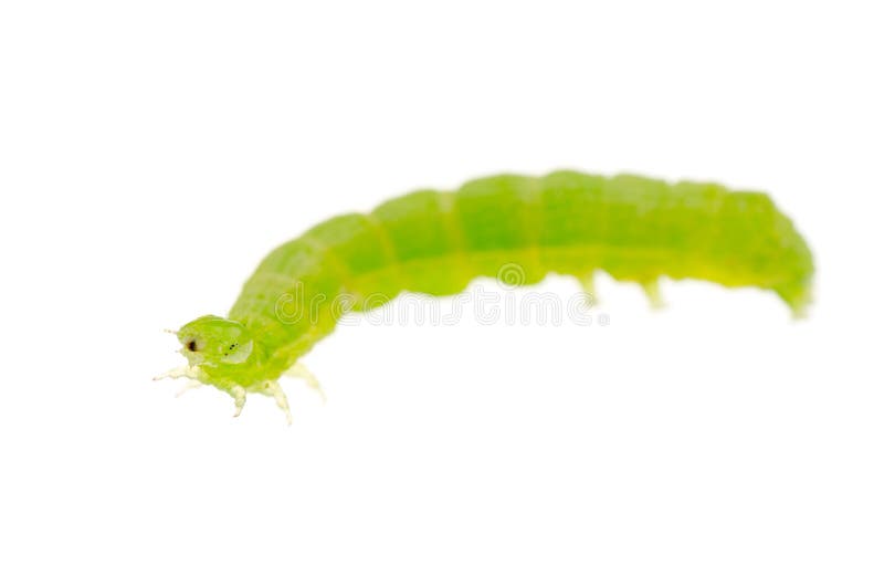 Green caterpillar stock image. Image of flora, bizarre - 24836801
