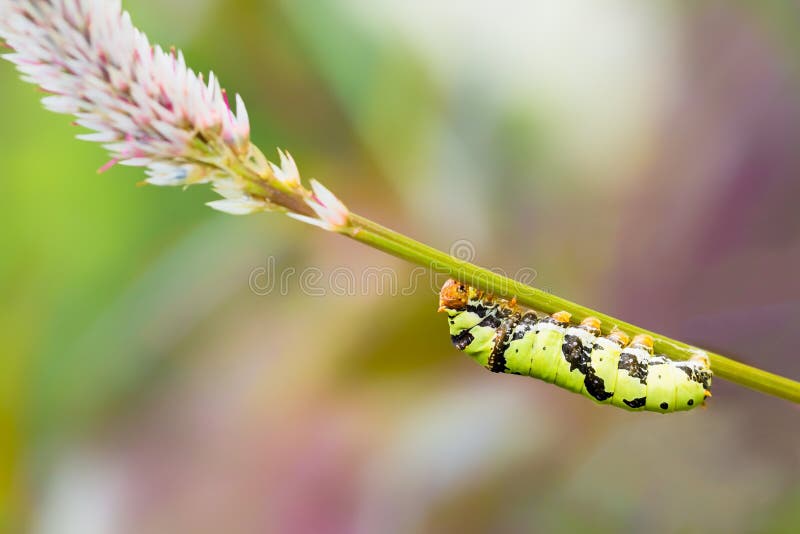 Green caterpillar stock image. Image of macro, dots, detail - 26570025