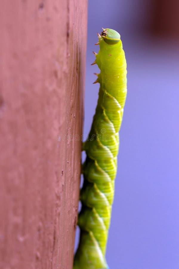 Green Caterpillar Blue Horn Stock Photo - Image of lepidoptera ...