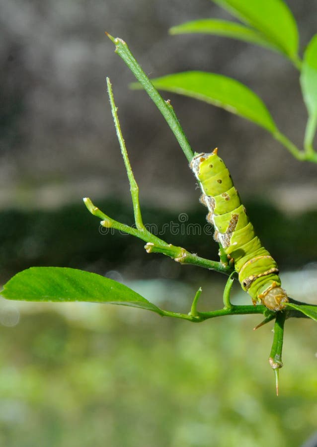 A Green Caterpillar on a Green Branch Stock Photo - Image of crawling ...