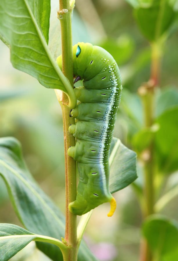 The green caterpillar stock photo. Image of life, beauty - 30017452