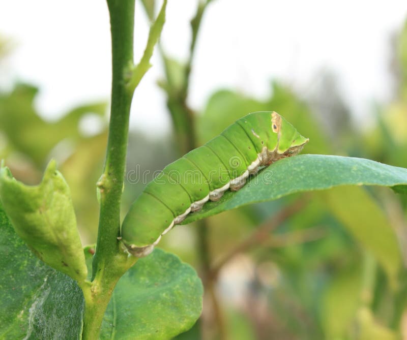 Green caterpillar stock image. Image of arthropod, metamorphism - 28528889