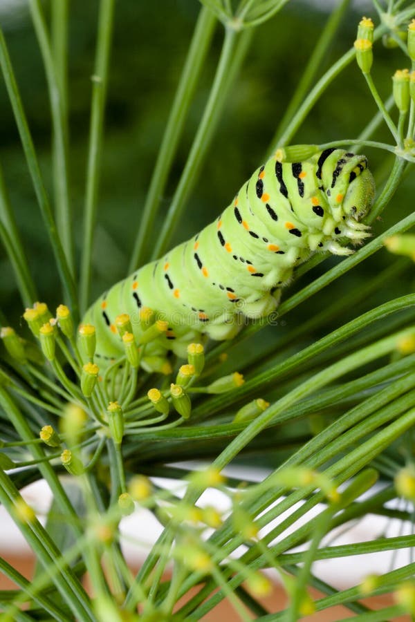 Green Caterpillar on Branch Dill Stock Photo - Image of worm, colored ...