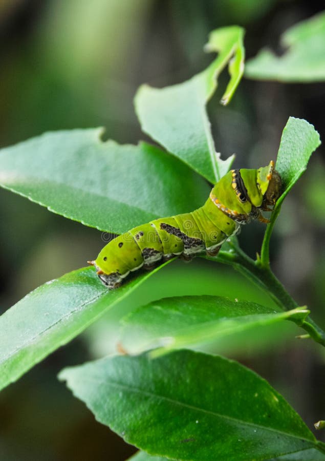 A Green Caterpillar on the Branch of a Tree Stock Vector - Illustration ...