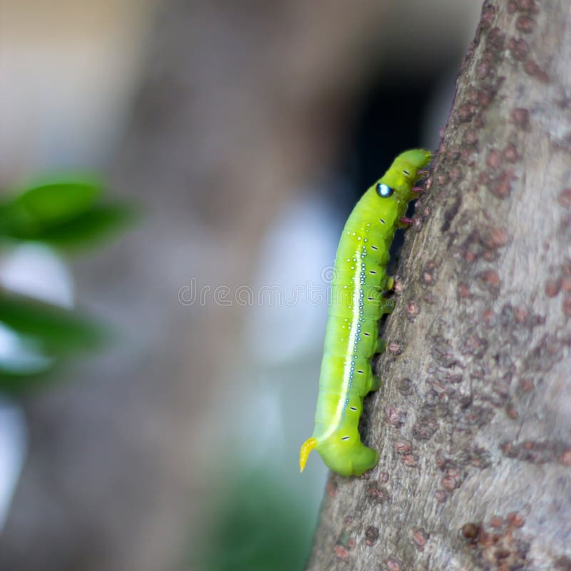 Green caterpillar stock photo. Image of moth, insect - 32150600