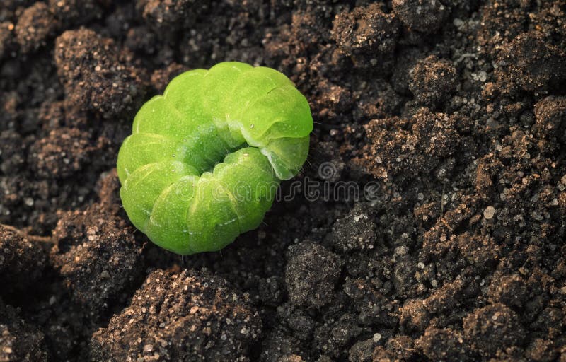 Caterpillar curled up stock image. Image of curled, insect - 145165423
