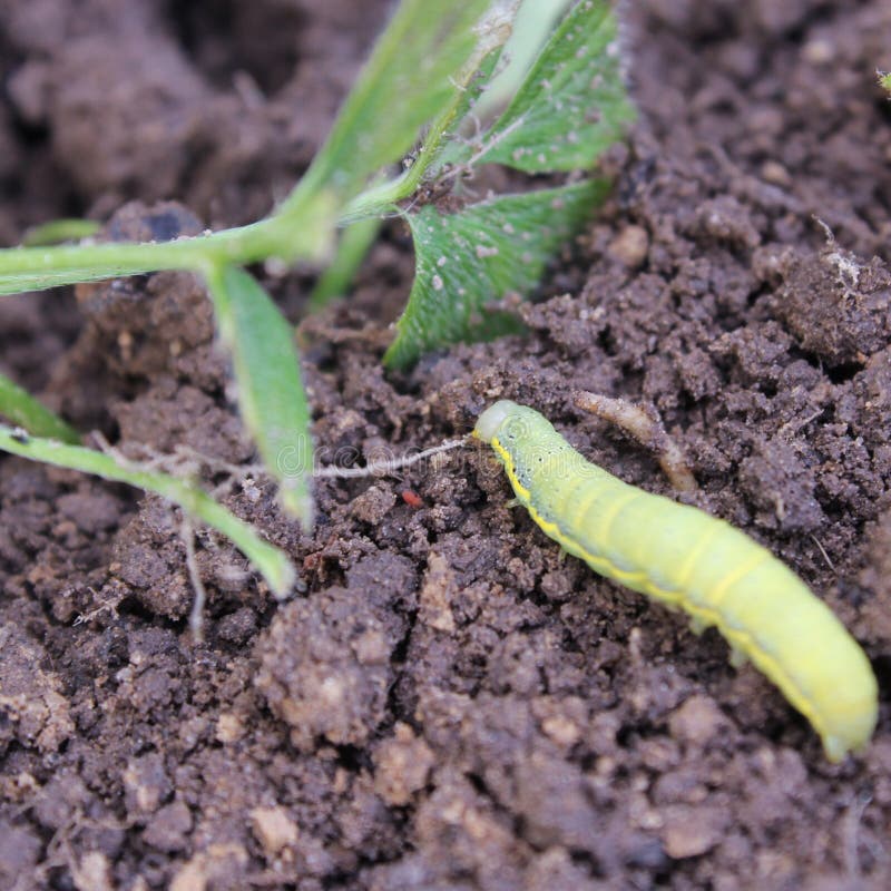 Green caterpillar stock photo. Image of larva, flowers - 63604732