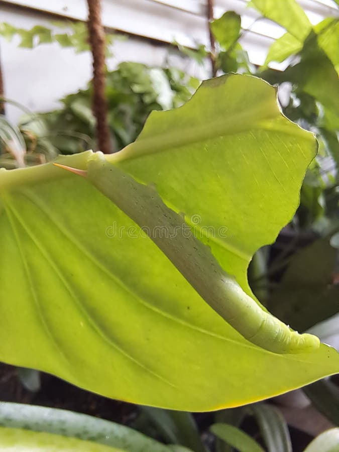 Green caterpillar eat leaf stock image. Image of fauna - 260487715